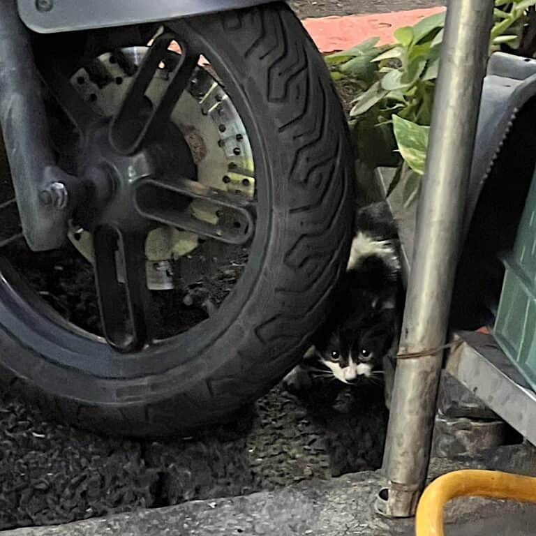 Felicia the Kitten: Weak, Leg Broken and Caked in Hardened Tar | Animal ...